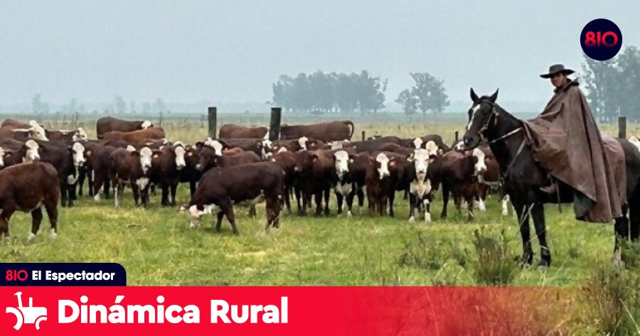 Graciela Quintans: la parición temprana es la llave a la estabilidad y ...